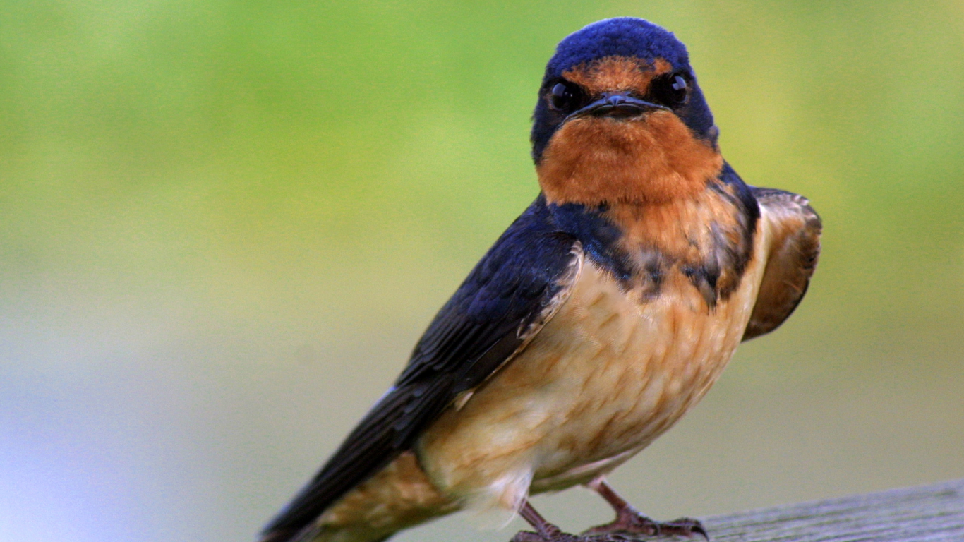 Lyric Identiflyer,bird identifier,identify bird songs,identify birds ...