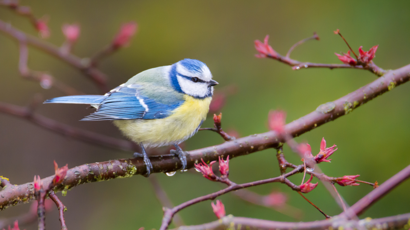 Lyric Identiflyer,bird identifier,identify bird songs,identify birds ...