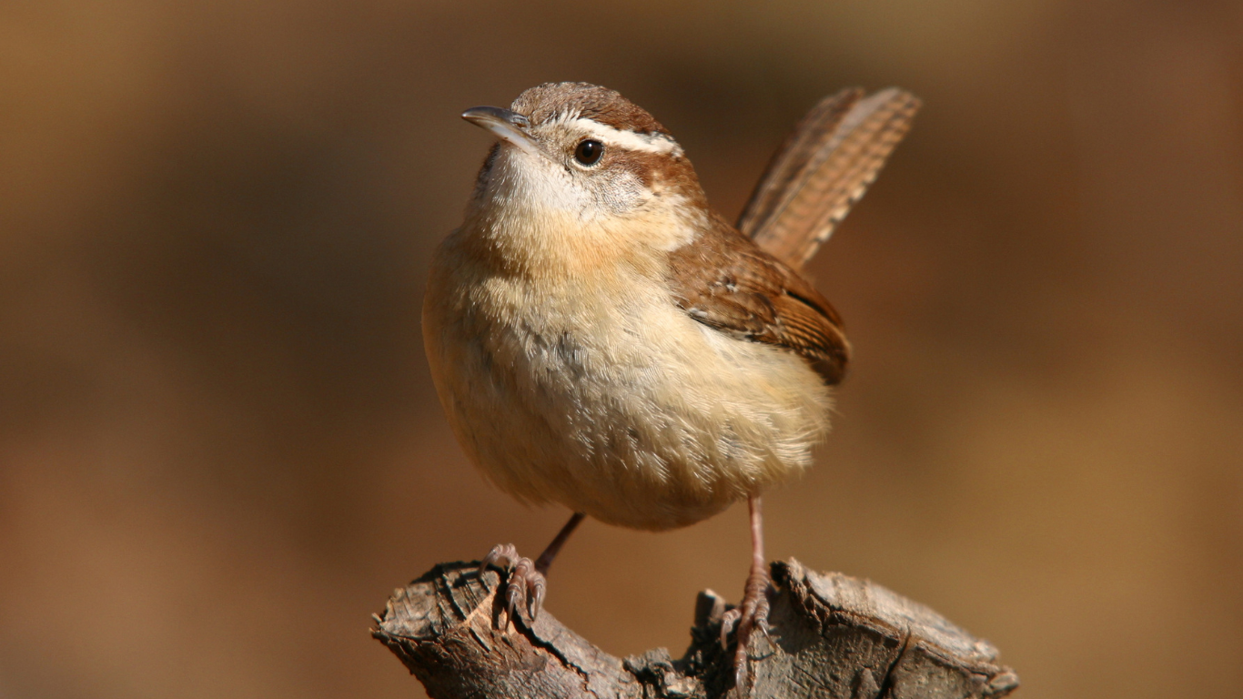 Lyric Identiflyer,bird identifier,identify bird songs,identify birds ...