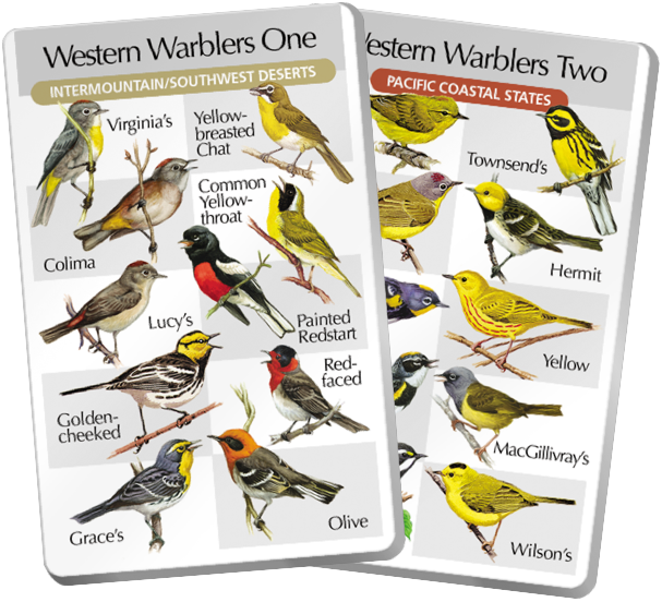 2d. Western Warblers One & Two – BirdSong IdentiFlyer